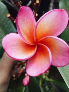 100+ Gambar Bunga Cantik (LENGKAP, INDAH, TERBARU)