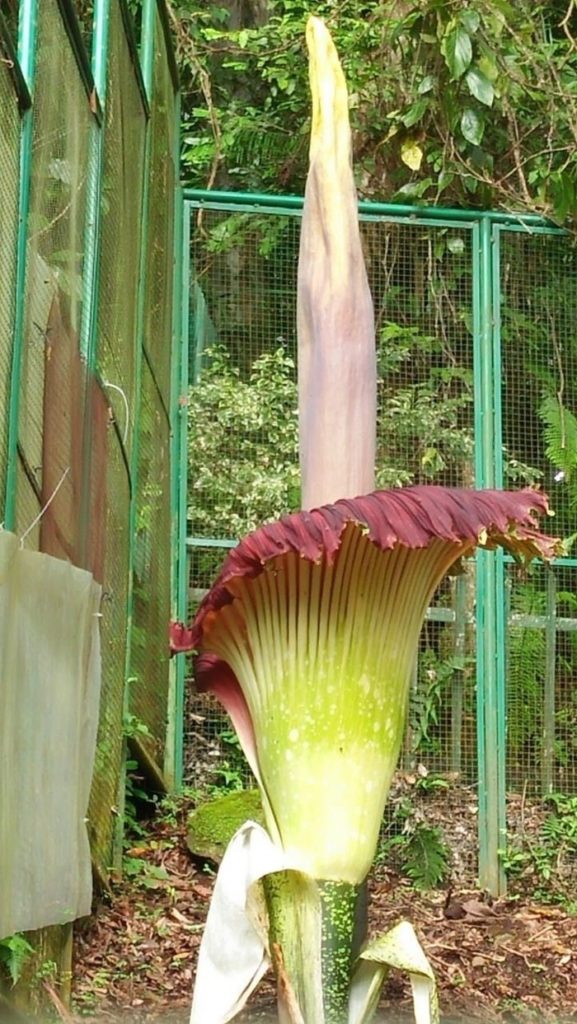 100+ Gambar Bunga Cantik (LENGKAP, INDAH, TERBARU)