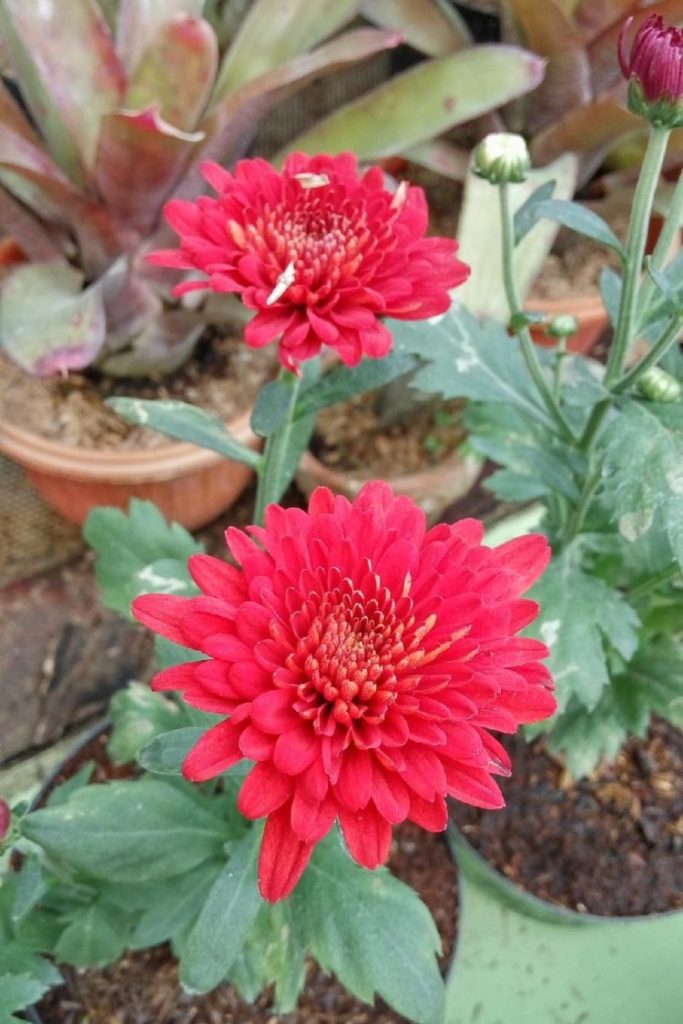 100+ Gambar Bunga Cantik (LENGKAP, INDAH, TERBARU)