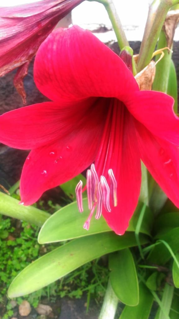 100+ Gambar Bunga Cantik (LENGKAP, INDAH, TERBARU)