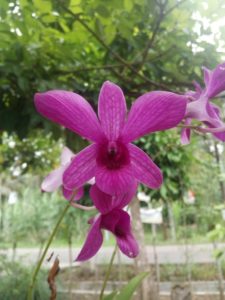 100+ Gambar Bunga Cantik (LENGKAP, INDAH, TERBARU)