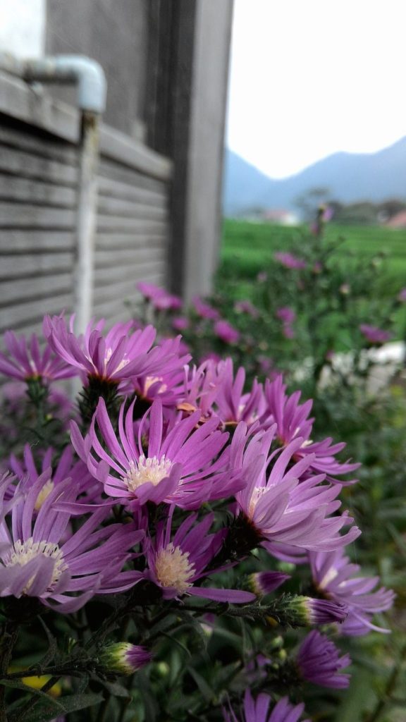 100+ Gambar Bunga Cantik (LENGKAP, INDAH, TERBARU)