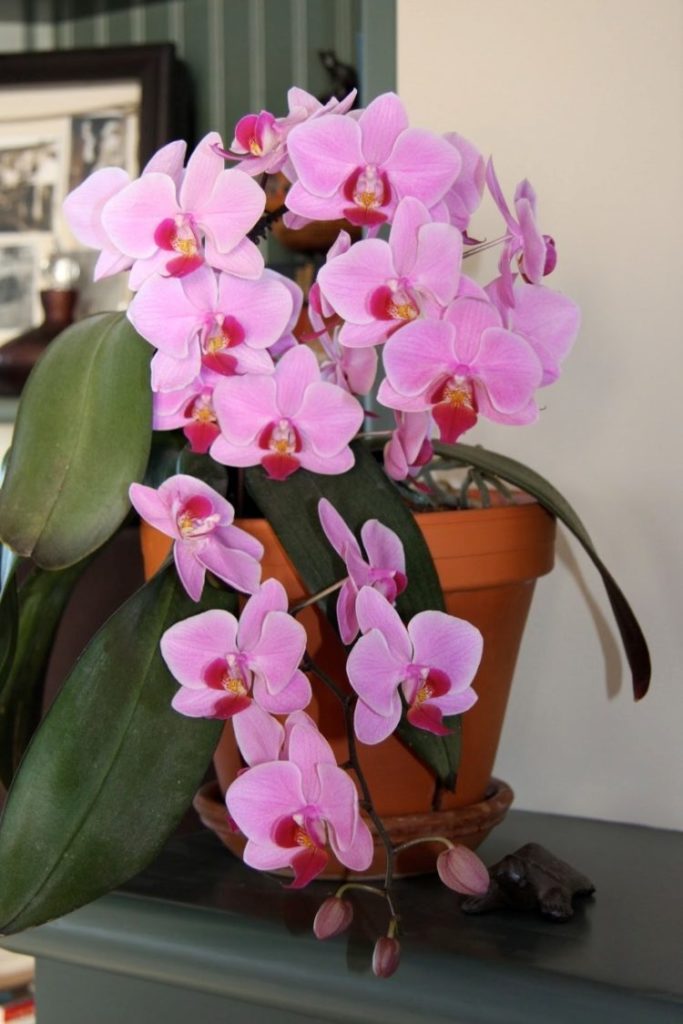 100+ Gambar Bunga Cantik (LENGKAP, INDAH, TERBARU)