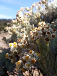 100+ Gambar Bunga Cantik (LENGKAP, INDAH, TERBARU)