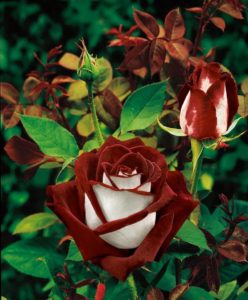 Bunga Mawar (JENIS, CIRI, MANFAAT, CARA MENANAM & MERAWAT)