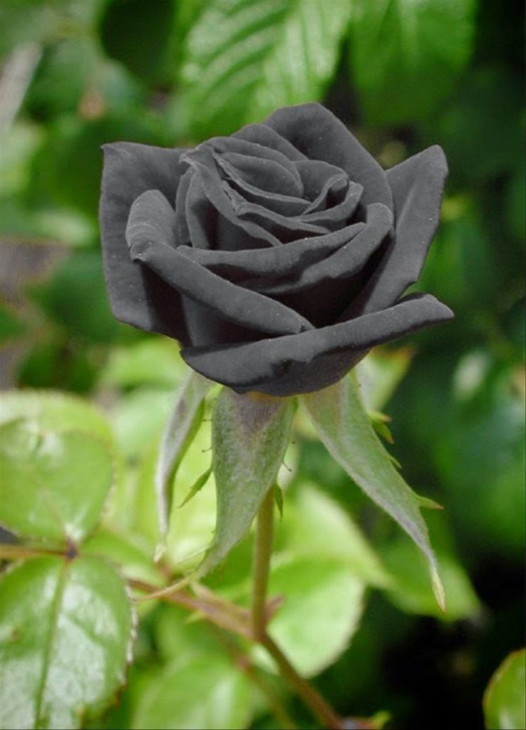 100+ Gambar Bunga Cantik (LENGKAP, INDAH, TERBARU)