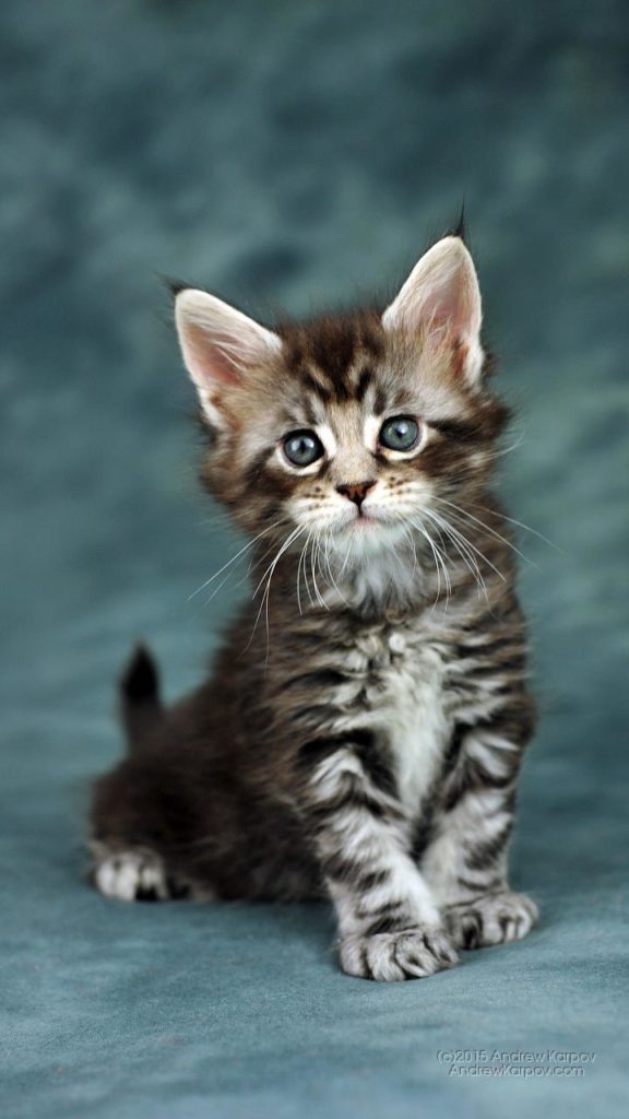 100+ Gambar Kucing (LUCU, IMUT, KEREN, CANTIK, GALAU)