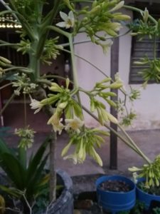 100+ Gambar Bunga Cantik (LENGKAP, INDAH, TERBARU)