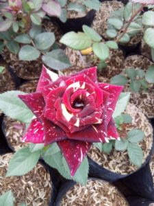 Bunga Mawar (JENIS, CIRI, MANFAAT, CARA MENANAM & MERAWAT)