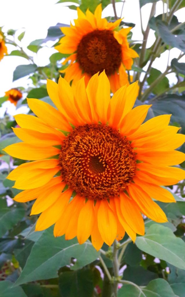 60+ Tanaman Hias Bunga (BERBAGAI CONTOH & JENIS)