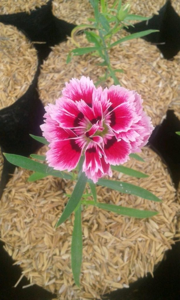 60+ Tanaman Hias Bunga (BERBAGAI CONTOH & JENIS)