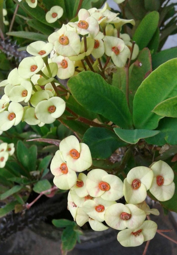 60+ Tanaman Hias Bunga (BERBAGAI CONTOH & JENIS)