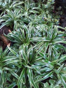 60+ Jenis Tanaman Hias Daun yang Indah (CONTOH GAMBAR)