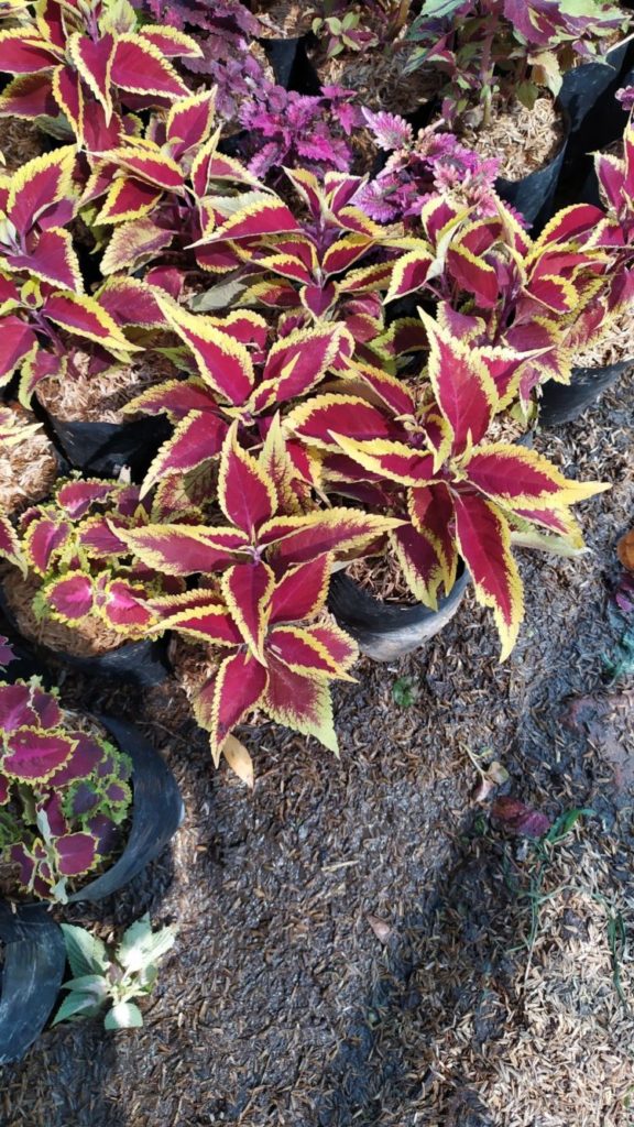 60+ Jenis Tanaman Hias Daun yang Indah (CONTOH GAMBAR)