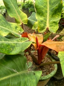 60+ Jenis Tanaman Hias Daun yang Indah (CONTOH GAMBAR)