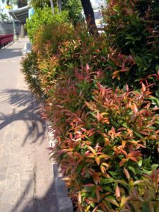 60+ Jenis Tanaman Hias Daun yang Indah (CONTOH GAMBAR)