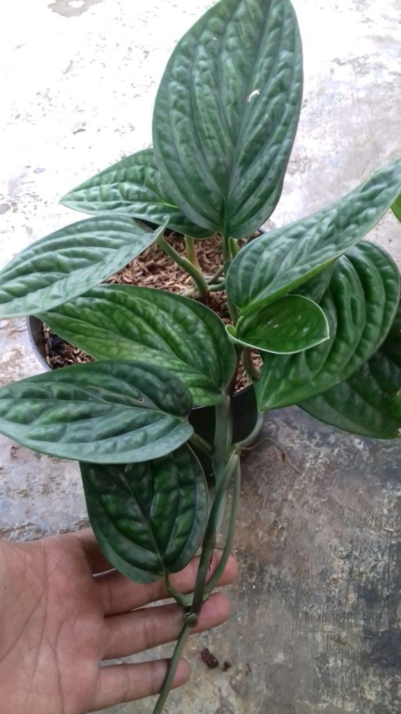 60+ Jenis Tanaman Hias Daun yang Indah (CONTOH GAMBAR)