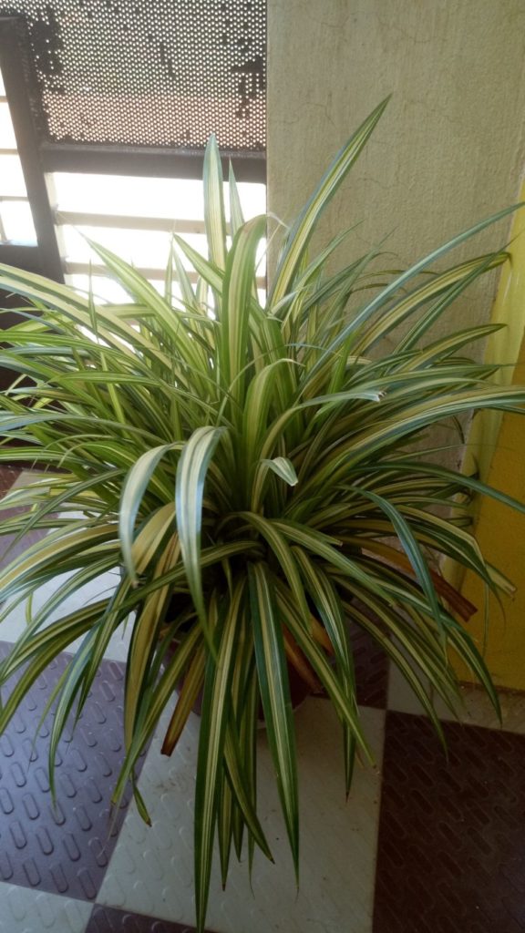 60+ Jenis Tanaman Hias Daun yang Indah (CONTOH GAMBAR)