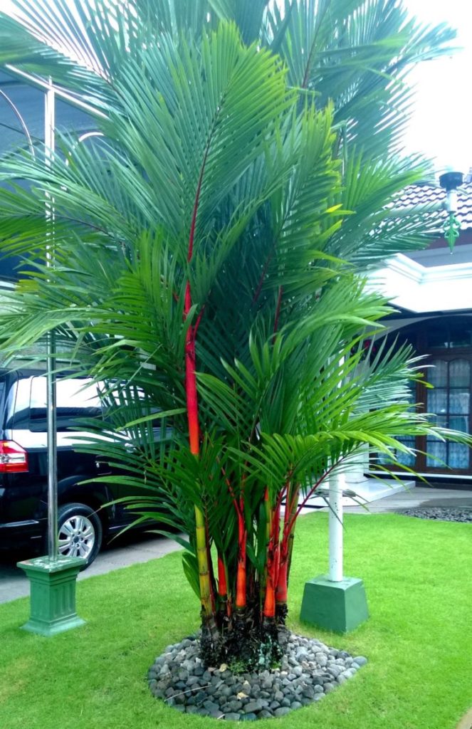 60+ Jenis Tanaman Hias Daun yang Indah (CONTOH GAMBAR)