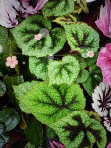 60+ Jenis Tanaman Hias Daun yang Indah (CONTOH GAMBAR)