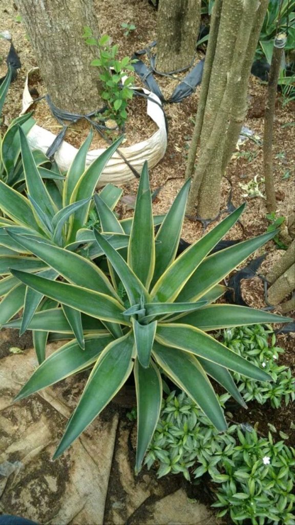 60+ Jenis Tanaman Hias Daun yang Indah (CONTOH GAMBAR)