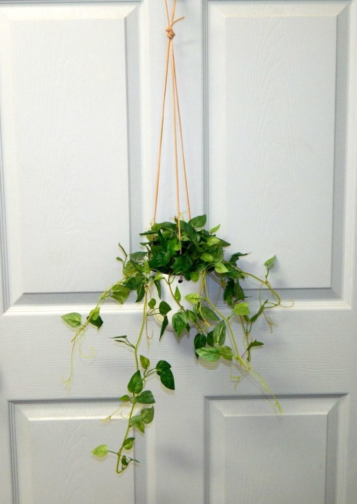 60+ Tanaman Hias Gantung (JENIS, DAUN, BUNGA, MINIMALIS)