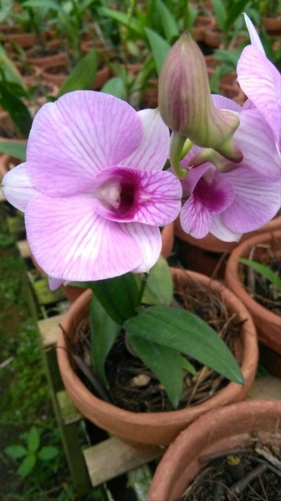 Bunga Anggrek (JENIS, GAMBAR, BUDIDAYA, CARA MERAWAT)