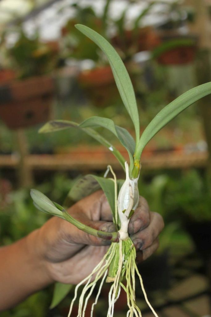 Bunga Anggrek (JENIS, GAMBAR, BUDIDAYA, CARA MERAWAT)