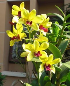 Bunga Anggrek (JENIS, GAMBAR, BUDIDAYA, CARA MERAWAT)