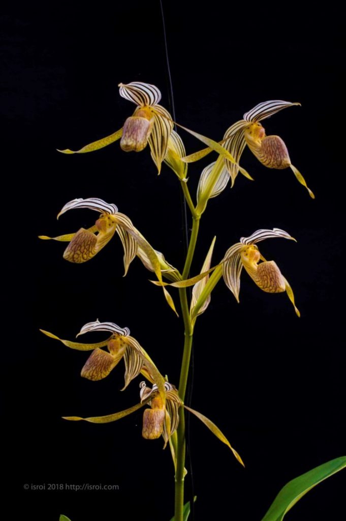 Bunga Anggrek (JENIS, GAMBAR, BUDIDAYA, CARA MERAWAT)