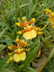 Bunga Anggrek (JENIS, GAMBAR, BUDIDAYA, CARA MERAWAT)