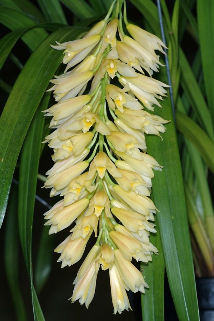 Bunga Anggrek (JENIS, GAMBAR, BUDIDAYA, CARA MERAWAT)