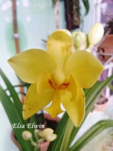 Bunga Anggrek (JENIS, GAMBAR, BUDIDAYA, CARA MERAWAT)