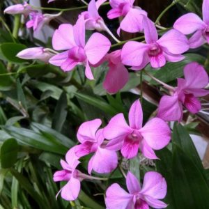 Bunga Anggrek (JENIS, GAMBAR, BUDIDAYA, CARA MERAWAT)