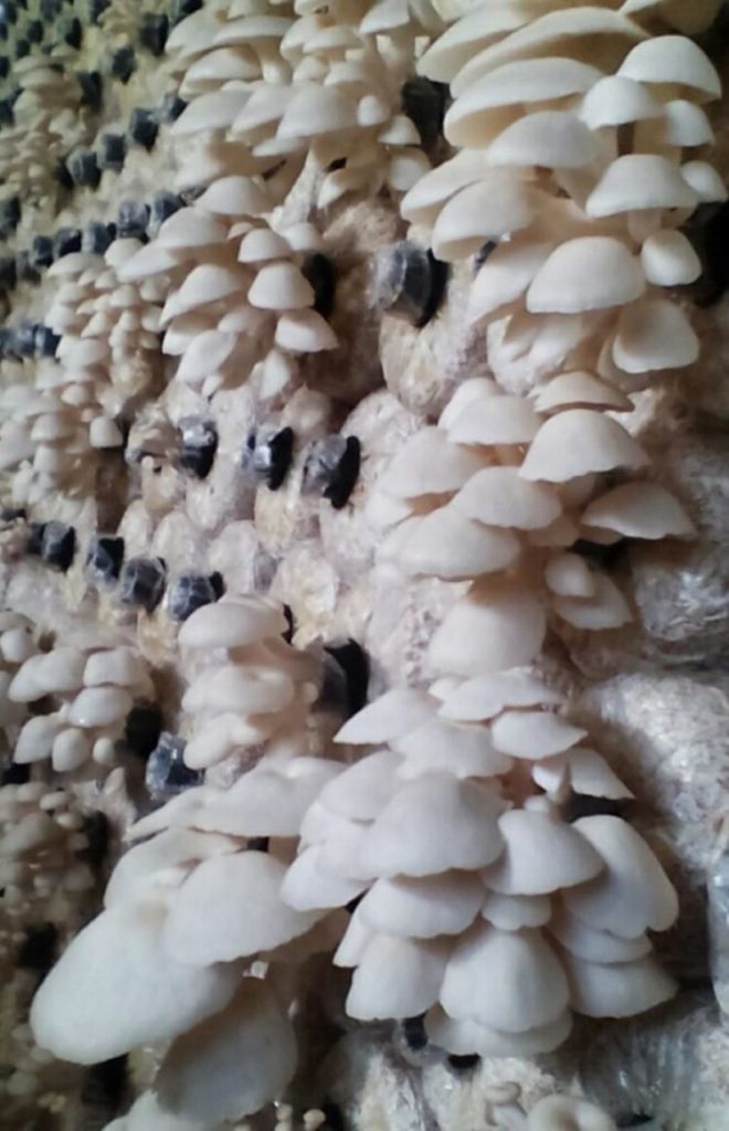 Cara Budidaya Jamur Tiram Putih: Persiapan Media, Tempat & Teknik