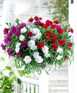 60+ Tanaman Hias Gantung (JENIS, DAUN, BUNGA, MINIMALIS)