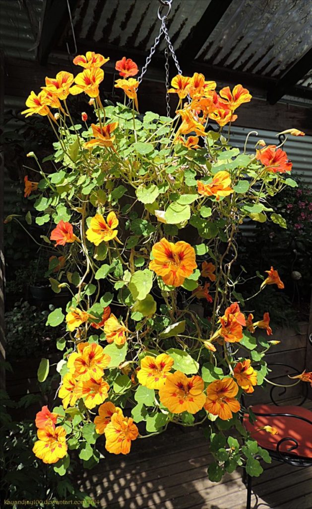 60+ Tanaman Hias Gantung (JENIS, DAUN, BUNGA, MINIMALIS)