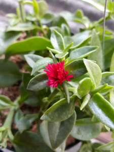 60+ Tanaman Hias Gantung (JENIS, DAUN, BUNGA, MINIMALIS)