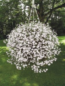 60+ Tanaman Hias Gantung (JENIS, DAUN, BUNGA, MINIMALIS)