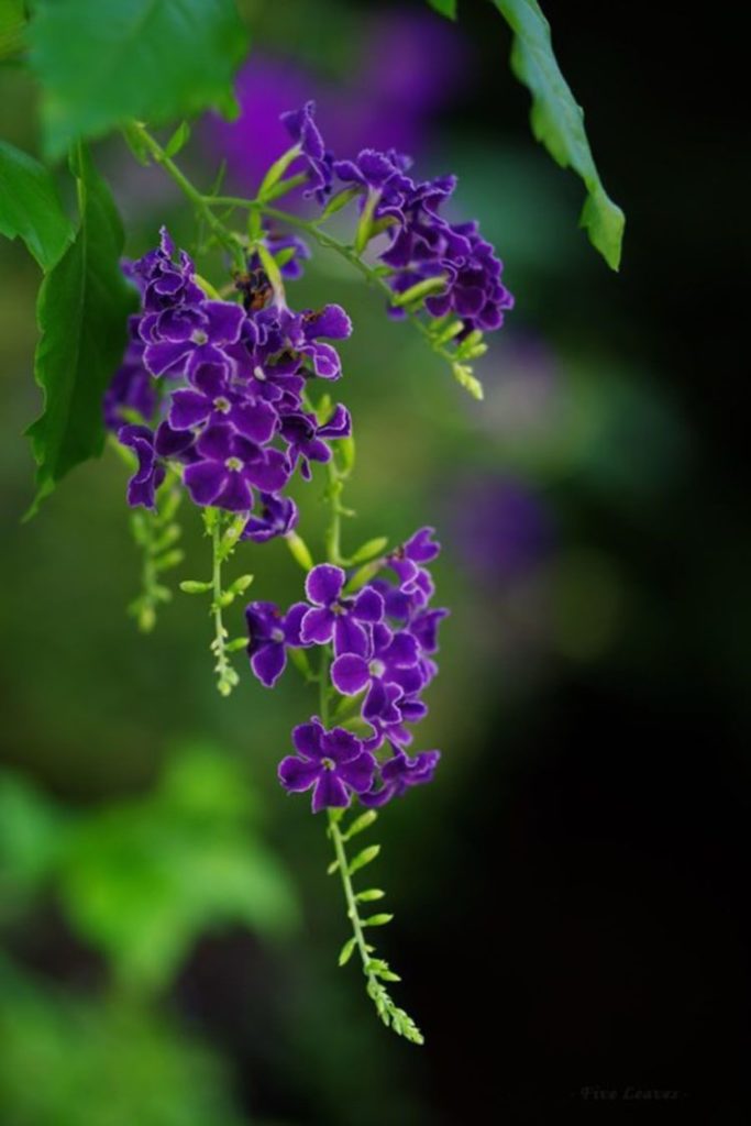 60+ Tanaman Hias Gantung (JENIS, DAUN, BUNGA, MINIMALIS)