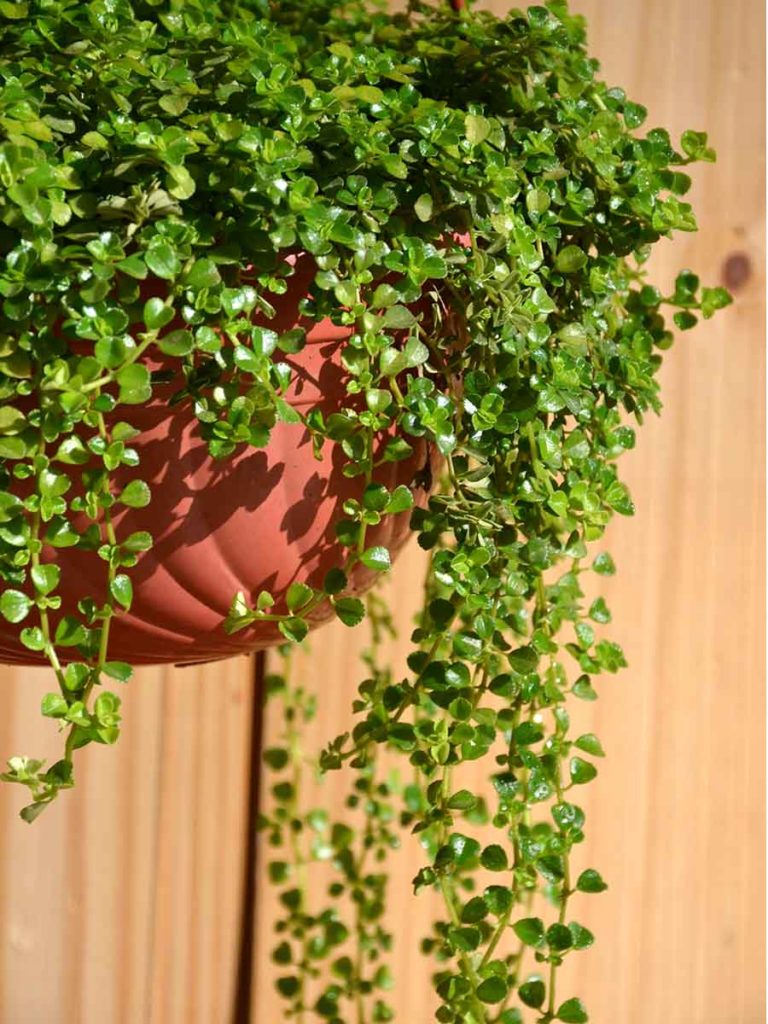 60+ Tanaman Hias Gantung (JENIS, DAUN, BUNGA, MINIMALIS)