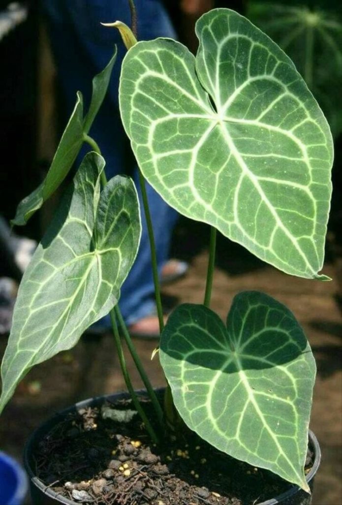 60 Tanaman Hias Indoor untuk Mempercantik Ruangan Rumah