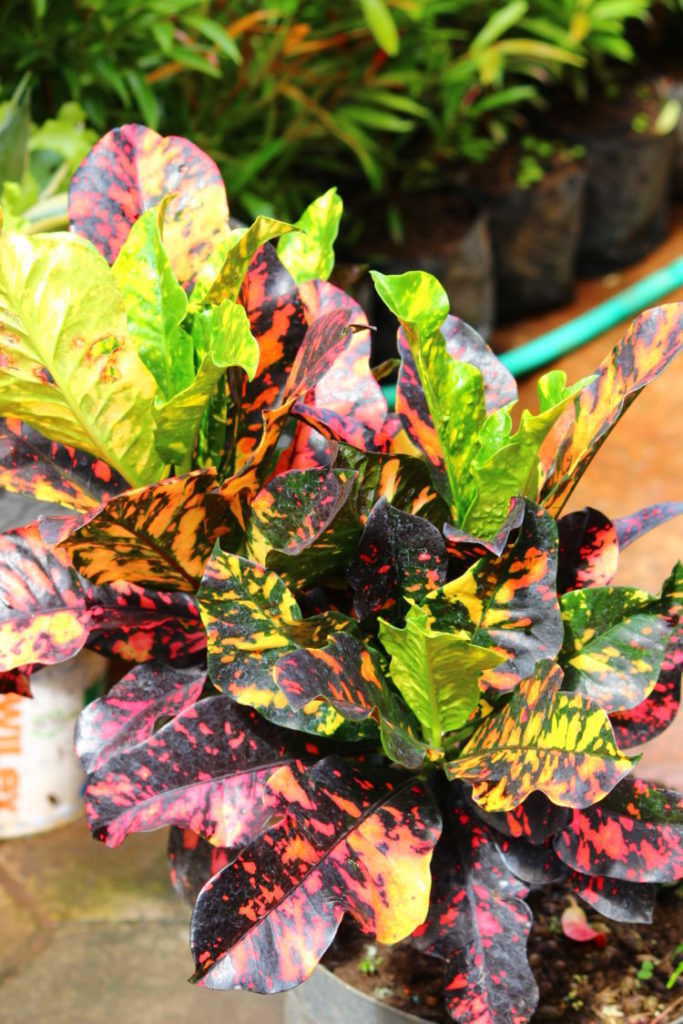 60 Tanaman Hias Indoor untuk Mempercantik Ruangan Rumah