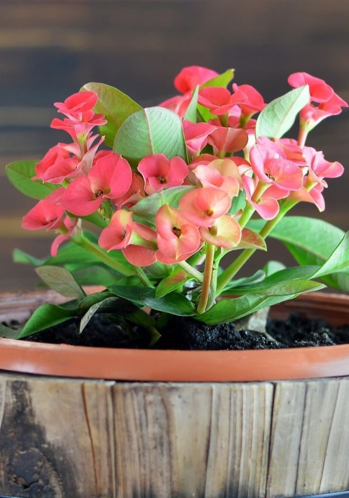 60 Tanaman Hias Indoor untuk Mempercantik Ruangan Rumah