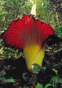 Bunga Bangkai (ASAL, CIRI, MANFAAT, HABITAT, JENIS, DESKRIPSI)