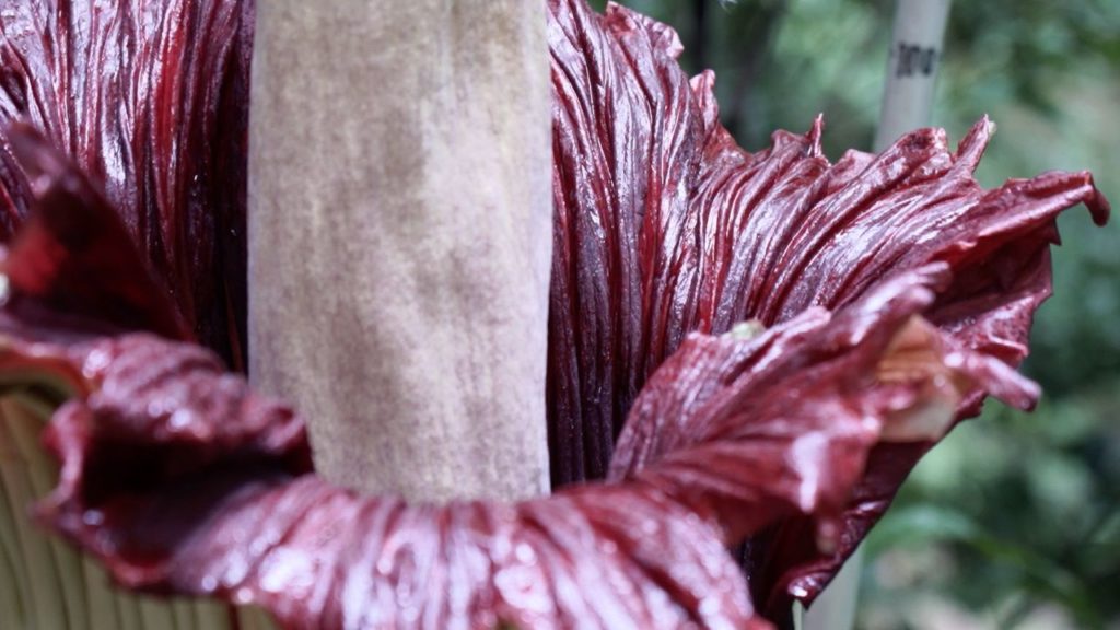 Bunga Bangkai (ASAL, CIRI, MANFAAT, HABITAT, JENIS, DESKRIPSI)