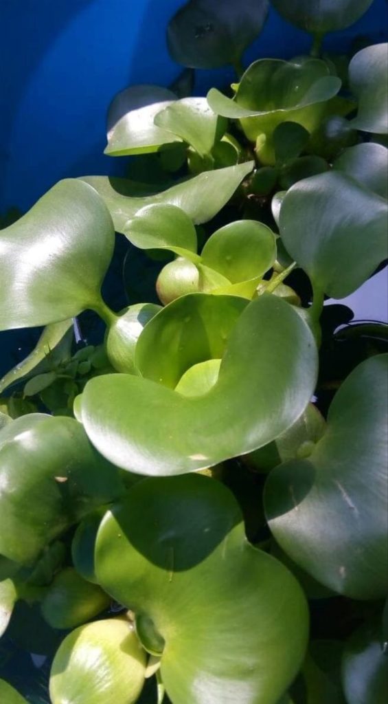 Eceng Gondok (CIRI, MANFAAT, KLASIFIKASI, KERAJINAN dll)