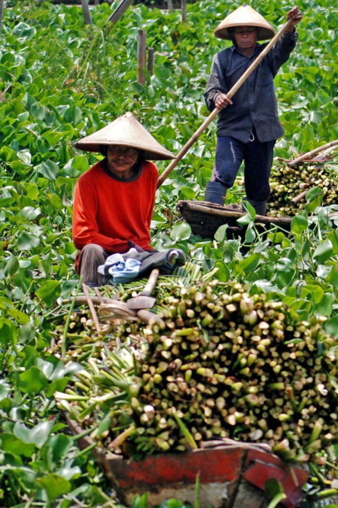 Eceng Gondok (CIRI, MANFAAT, KLASIFIKASI, KERAJINAN dll)