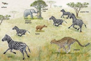 Rantai Makanan: Pengertian, Fungsi, Komponen & Jenis-jenisnya