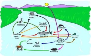 Rantai Makanan: Pengertian, Fungsi, Komponen & Jenis-jenisnya